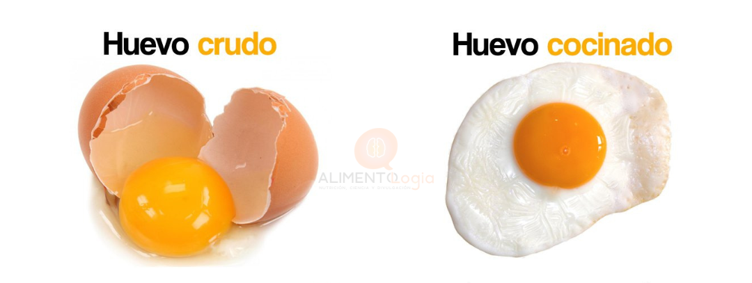 Diferencias en la proteína del Huevo Crudo vs Cocido: ¡Aprovecha las proteínas! - Alimentologia